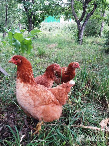 Чешский доминат куры не сушки