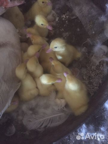 Утята индоутки