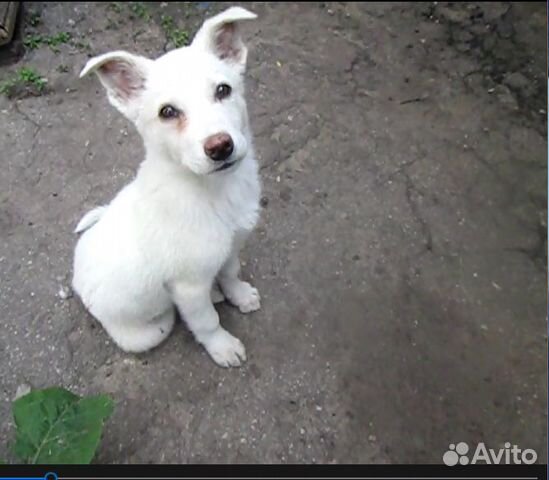 Ждёт своего Друга