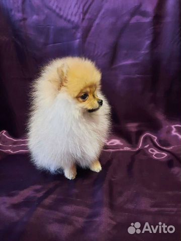 Щенки шпица