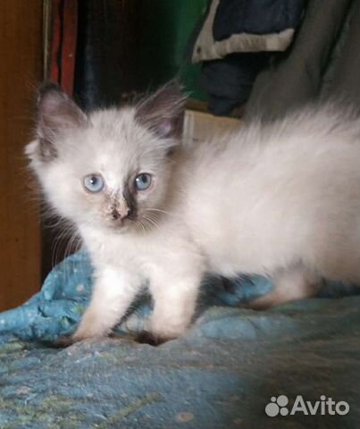 Котенок с голубыми глазами, колор пойнт