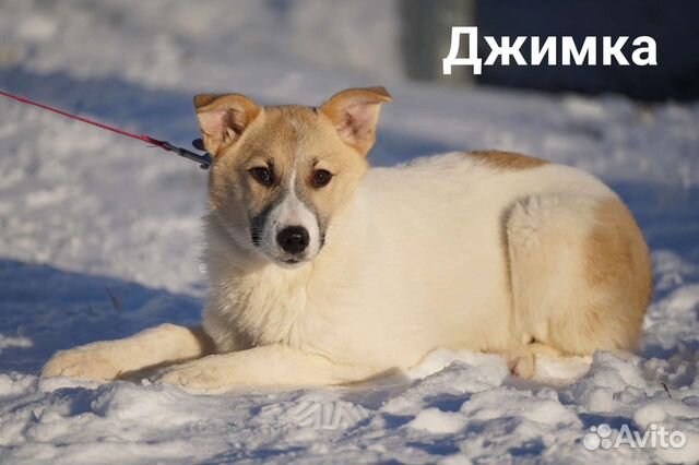 Джимка и Джемка в добрые руки