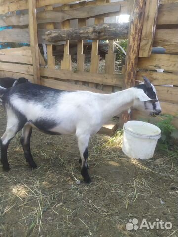 Зааненская козачка