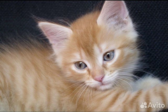 Котята в добрые руки бесплатно