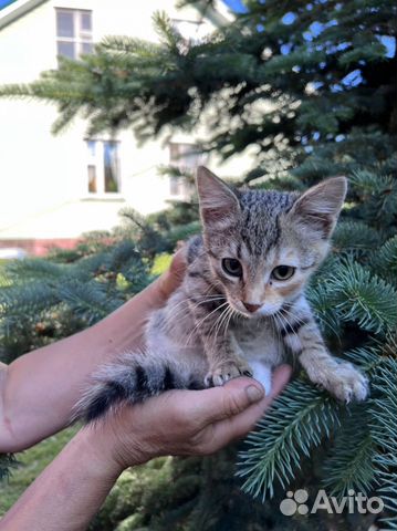 Котята в добрые руки даром