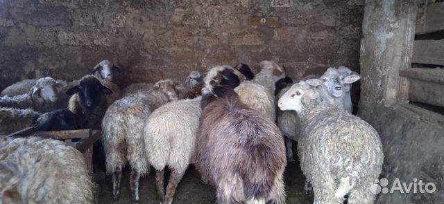 Овцы