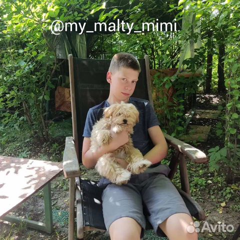 Мальтипу мини беби фейс