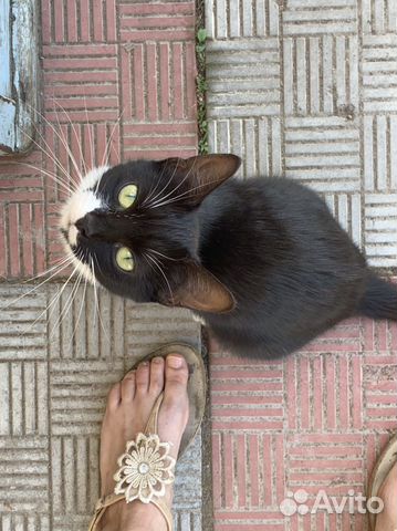 Котенок 5-6мес