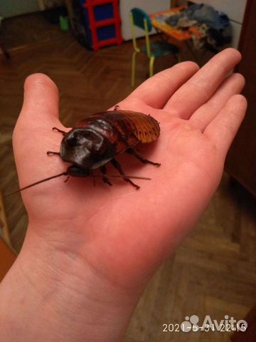 Мадагаскарский, шипящий таракан