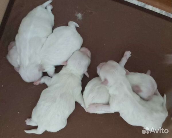 Детки мальтезе