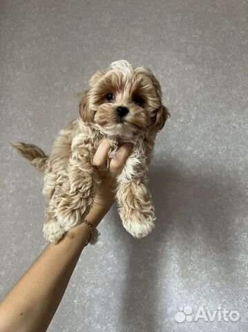 Мальтипу ф1 девочка Корея Baby face биколор меллер