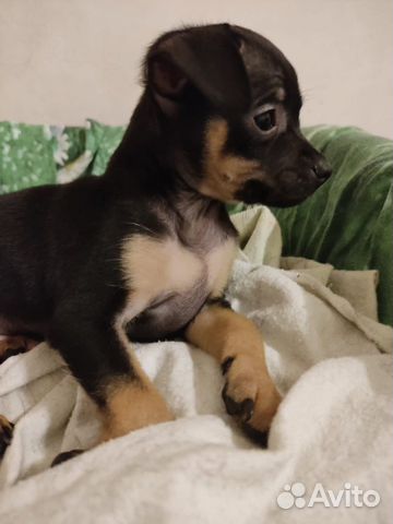 Щенки русский той-терьер