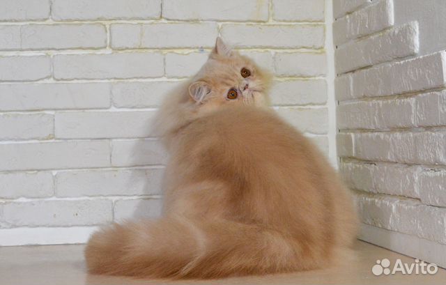 Мишаня