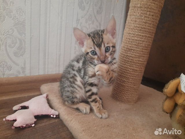 Бенгальские котята