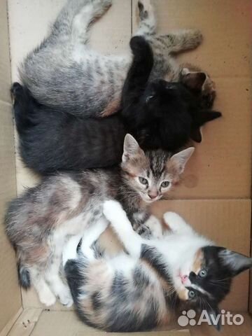 Кошки в добрые руки даром
