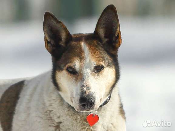 В 10 лет стала ненужной и опасной. Собака Белка