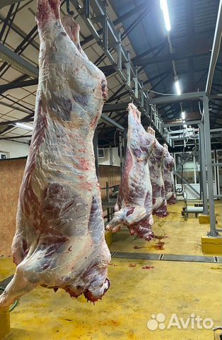 Мясо говядина(быки) бычки