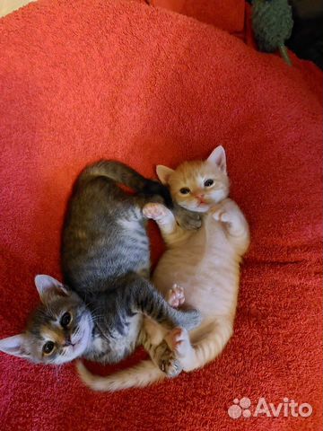 Котятки брошены на даче