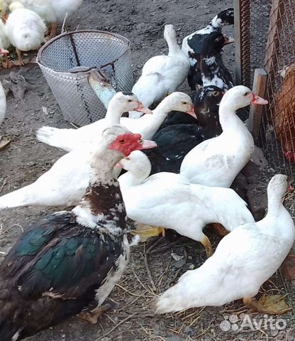 Индоутка мускусная утка