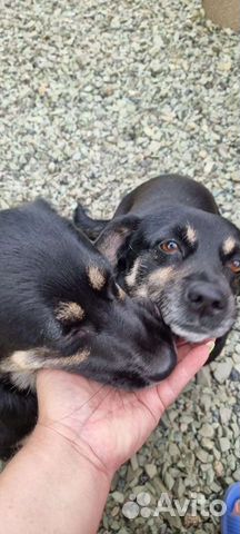 Фенотип Таксы 2 девочки бесплатно