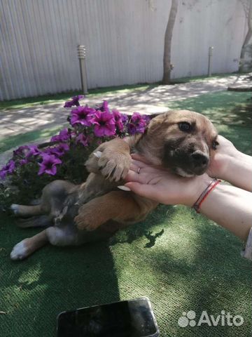 Собаки бесплатно в добрые руки щенки