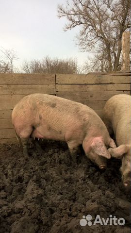 Продам свинью