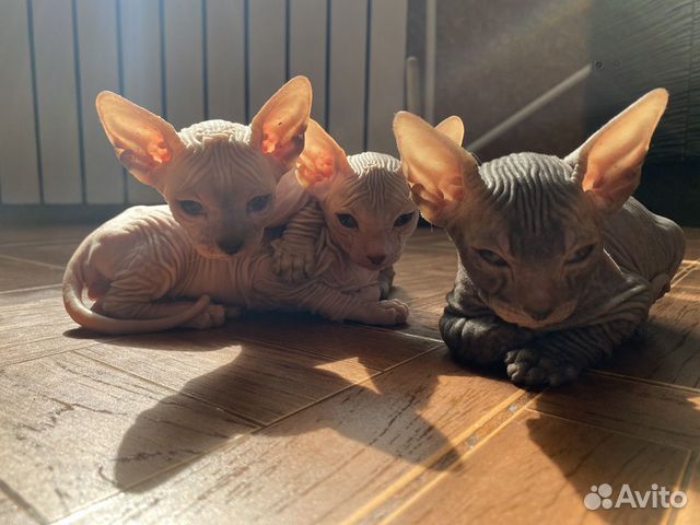 Донской сфинкс котята