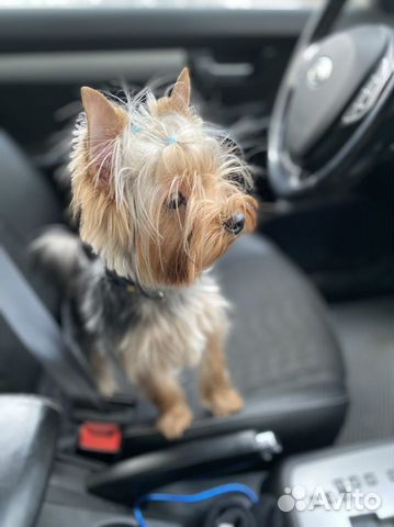 Йоркширский терьер мини вязка