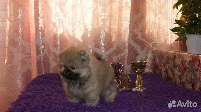 Померанские пумпоны