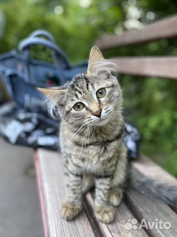 Котенок выкинули
