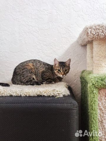 Кошка Лолита ищет дом