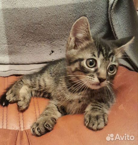 Котенок мальчик 6 недель
