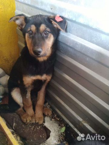 Щенки. Находятся в отлове