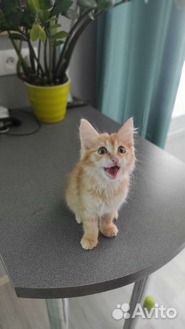 Курильский бобтейл ищет дом