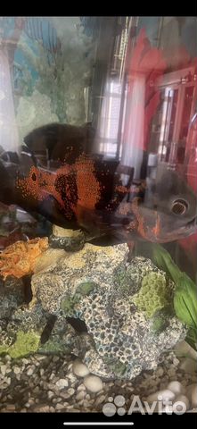 Аквариумные рыбки