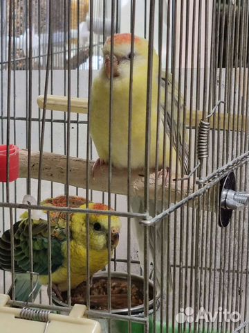 Певчий попугай