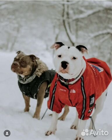 Стаффордширский терьер в добрые руки