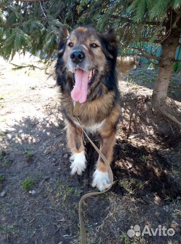 Собака красивая