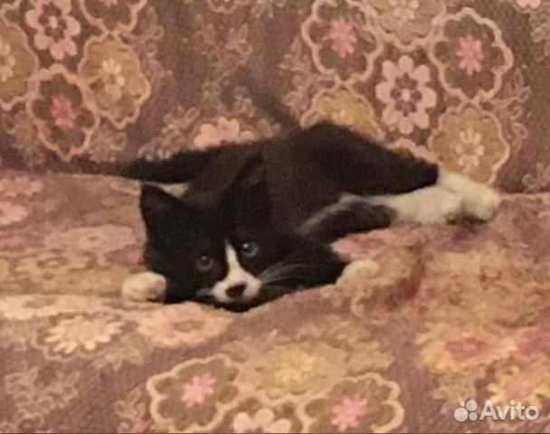 Котенок мальчик 2 месяца