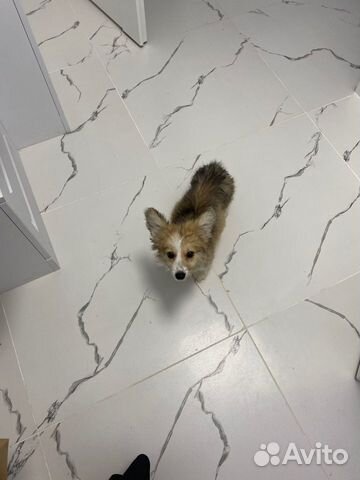 Вельш-корги пемброк флаффи