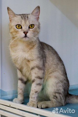 Кошки в добрые руки