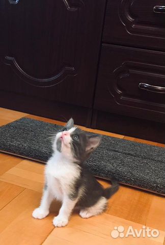 Милый котенок ищет дом. Отдадим в добрые руки
