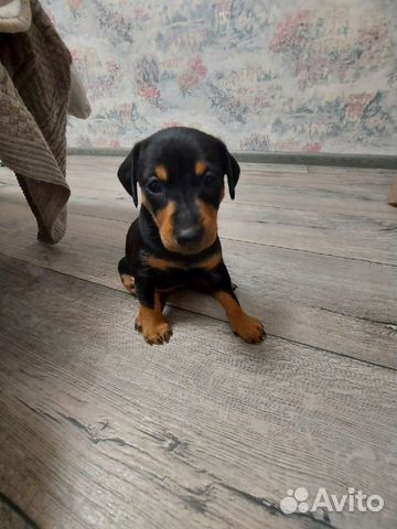 Щенки цвергпинчера