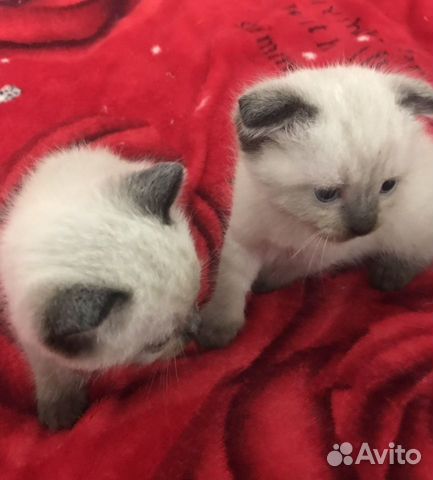 Котята шотландцев