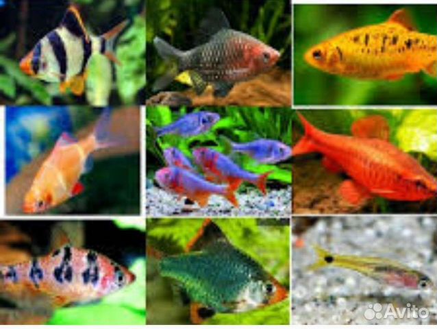 Аквариумные рыбки