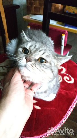 Кошки в добрые руки