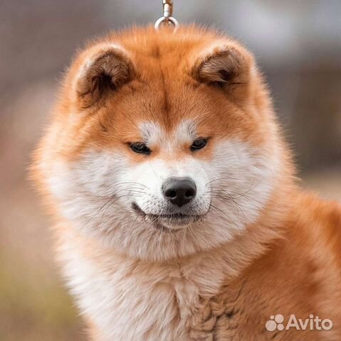 Акита ину 10мес, малышка для дома и души