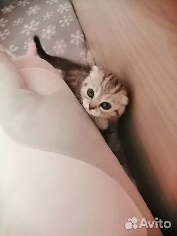Шотландский вислоухий котенок