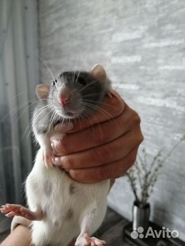 Крыски Дамбо