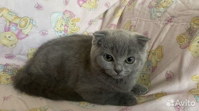 Британские котята